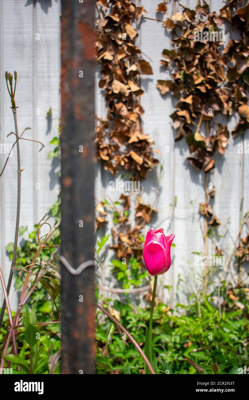 A Single Red Tulip Behind a Rusty Metal Fence With a Wall Covered in ...