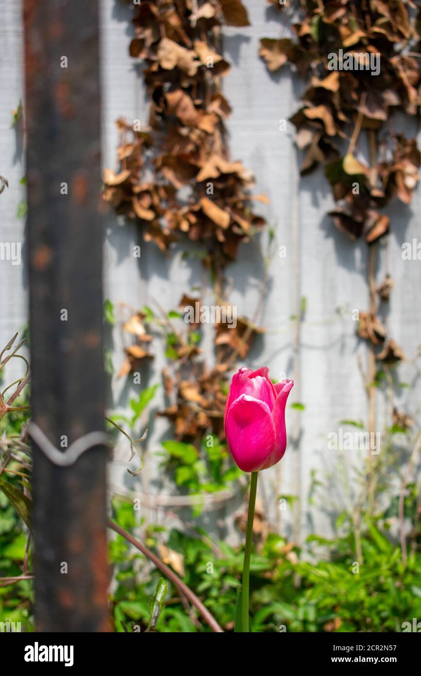 A Single Red Tulip Behind a Rusty Metal Fence With a Wall Covered in ...