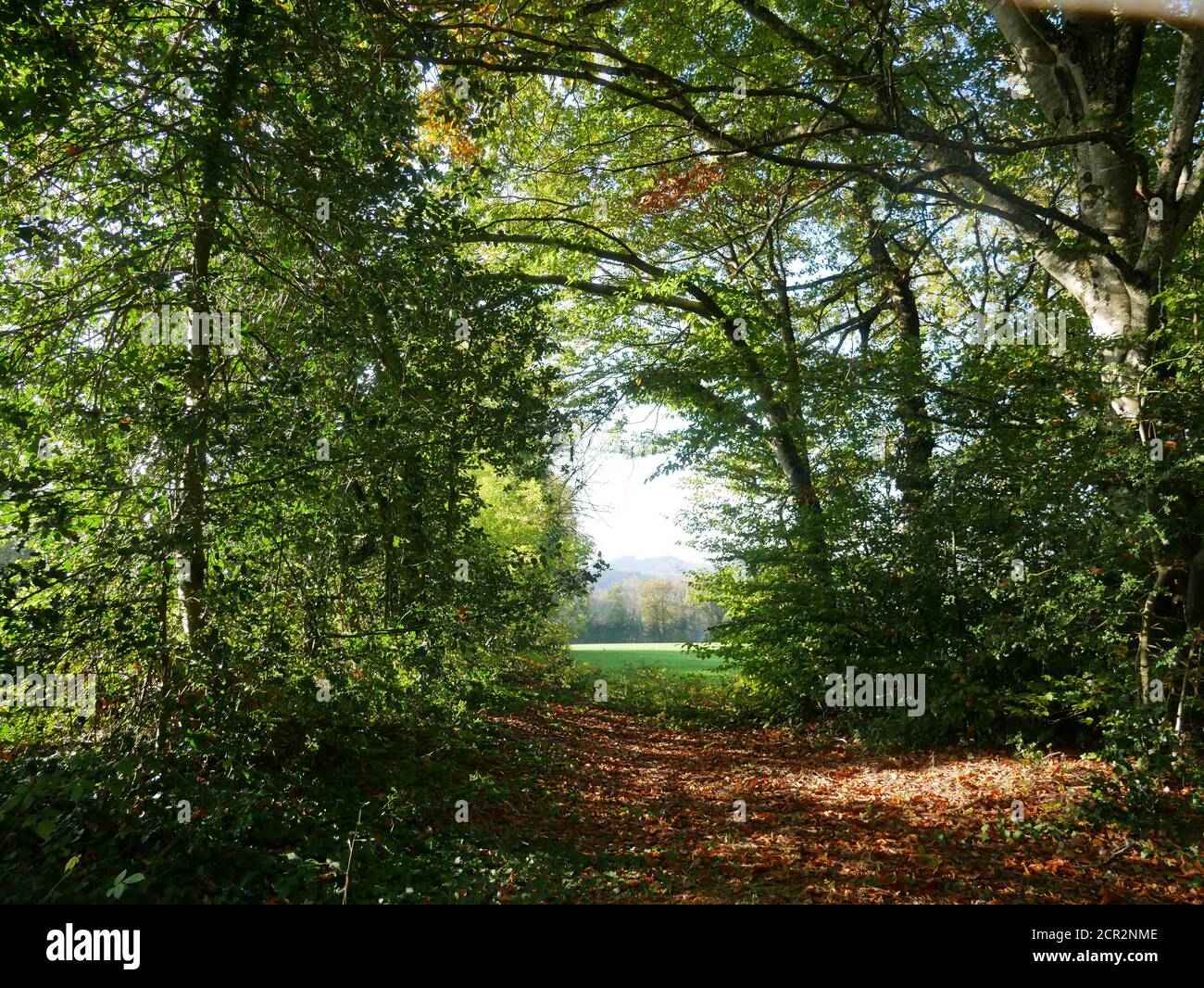 Clearing plant hi-res stock photography and images - Alamy