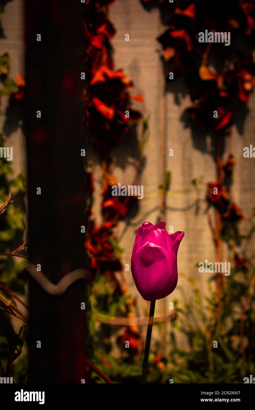A Single Red Tulip Behind a Rusty Metal Fence With a Wall Covered in ...