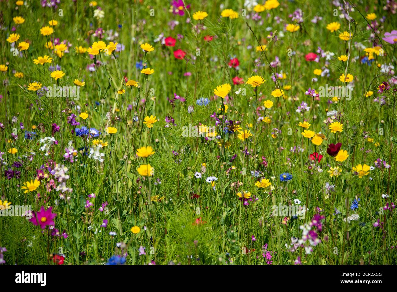 Colorful summer meadow, flower meadow Stock Photo - Alamy