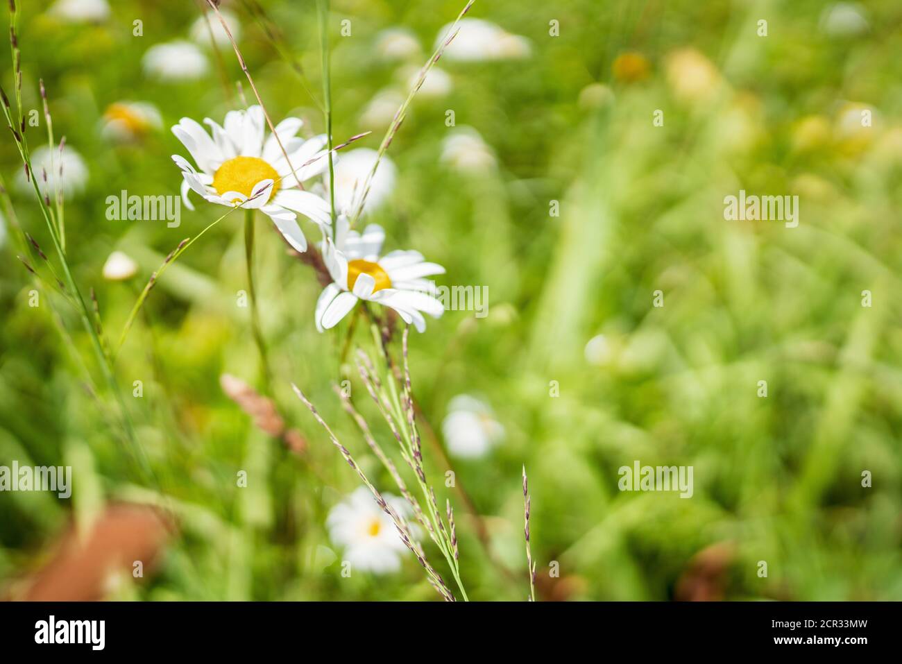 Alpine meadow in bavaria hi-res stock photography and images - Alamy