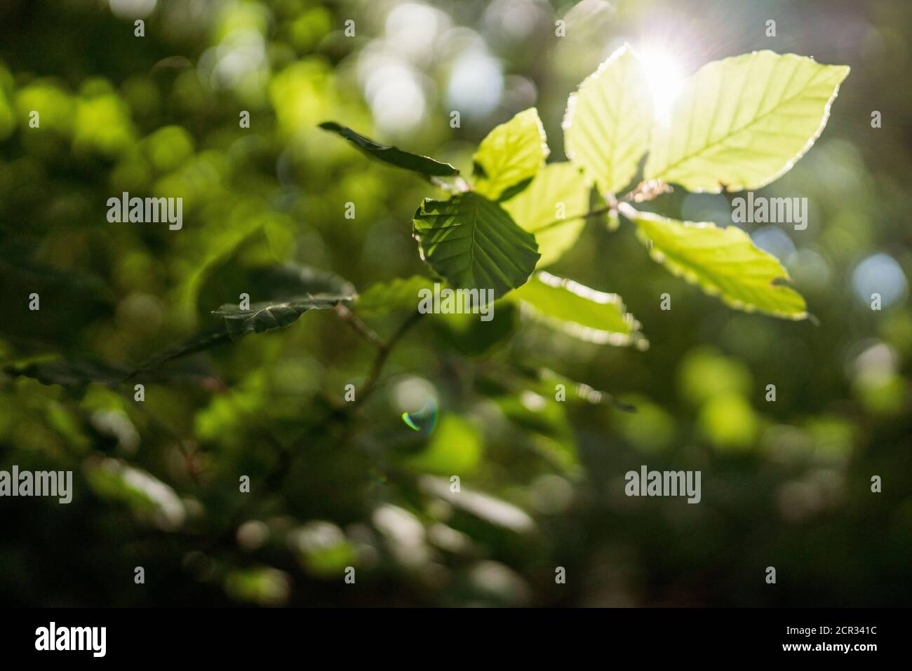 Deciduous tree, branch, leaves, sun Stock Photo - Alamy