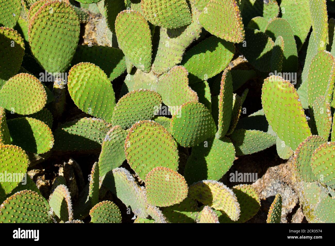 Ear texture hi-res stock photography and images - Alamy