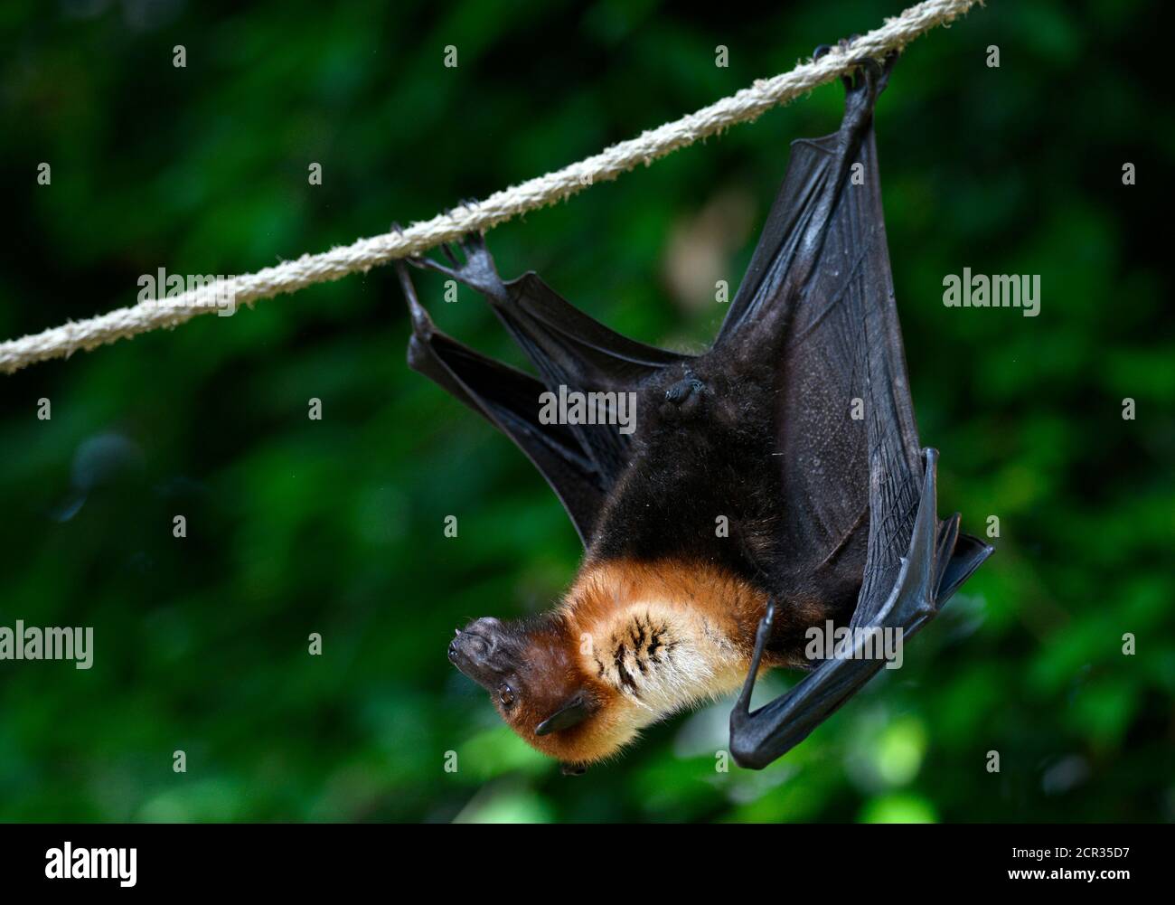 Flying fox (Pteropus sp.), Occurrence in Southeast Asia, captive ...
