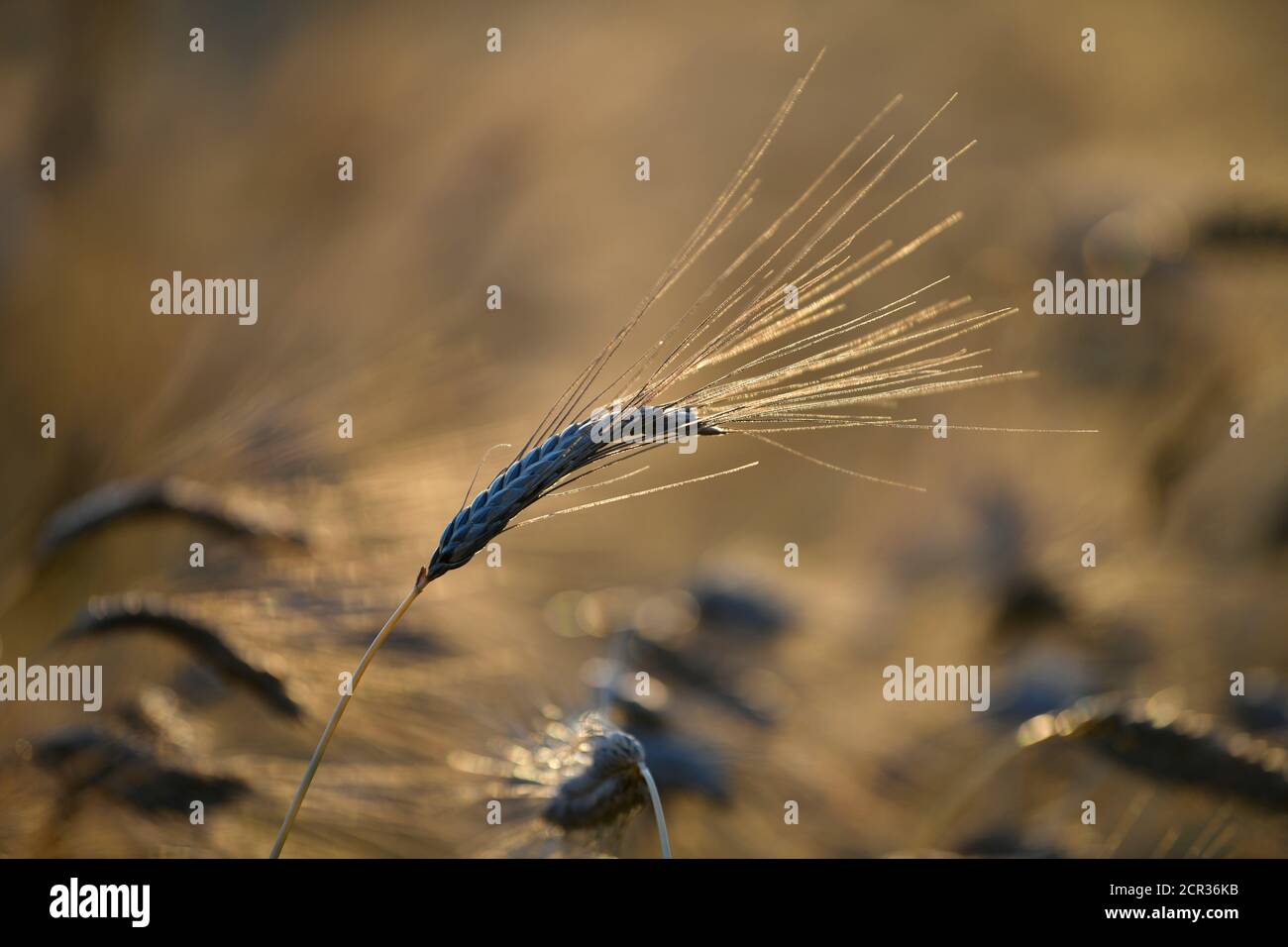 Black emmer (Triticum dicoccum), also two-grain, one of the oldest ...
