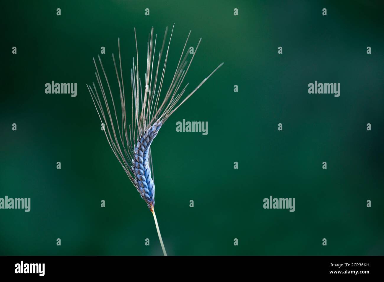 Black emmer (Triticum dicoccum), also two-grain, one of the oldest ...