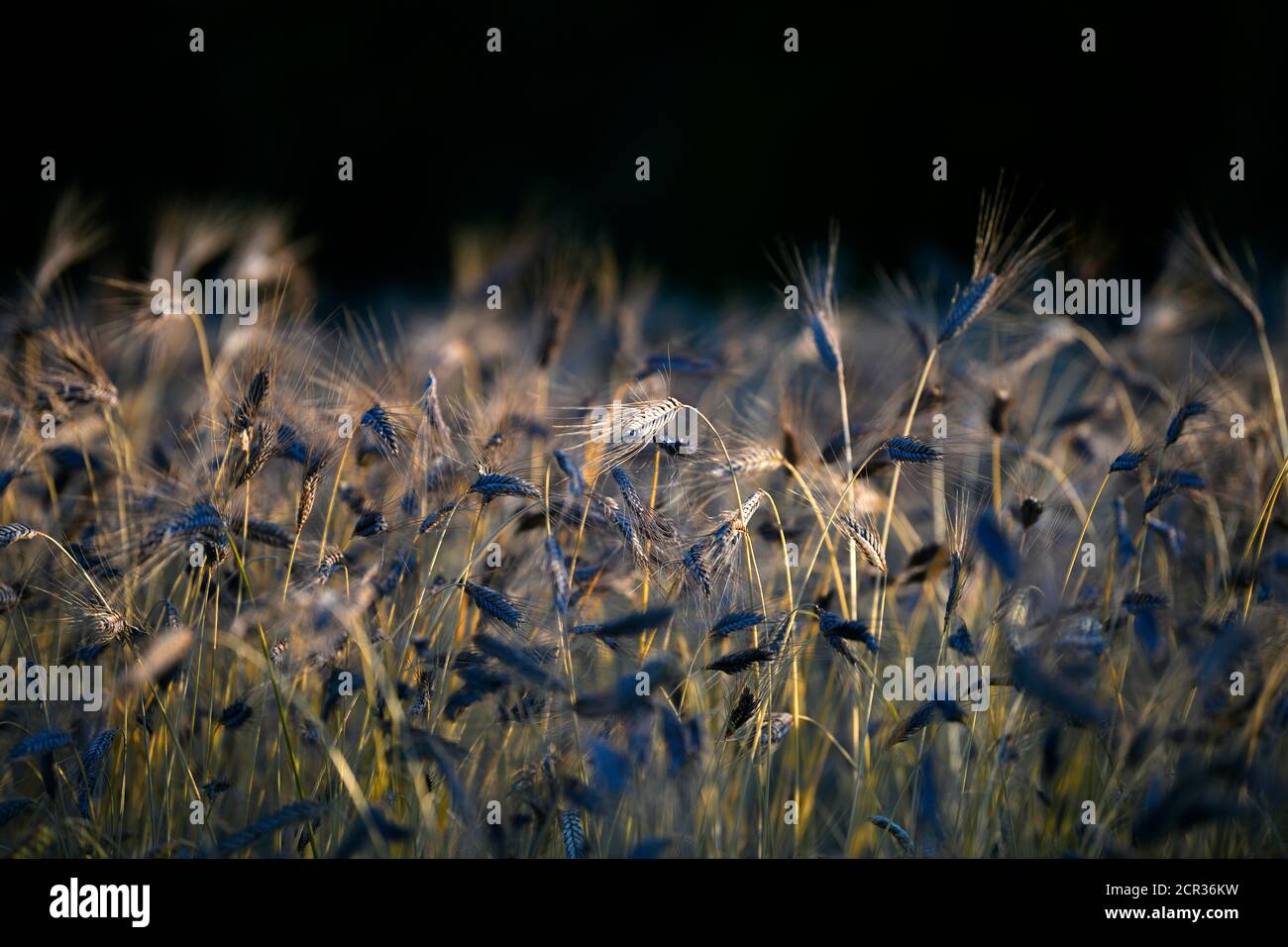 Black emmer wheat hi-res stock photography and images - Alamy