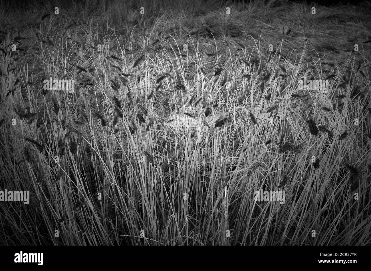 Emmer Black and White Stock Photos & Images - Alamy