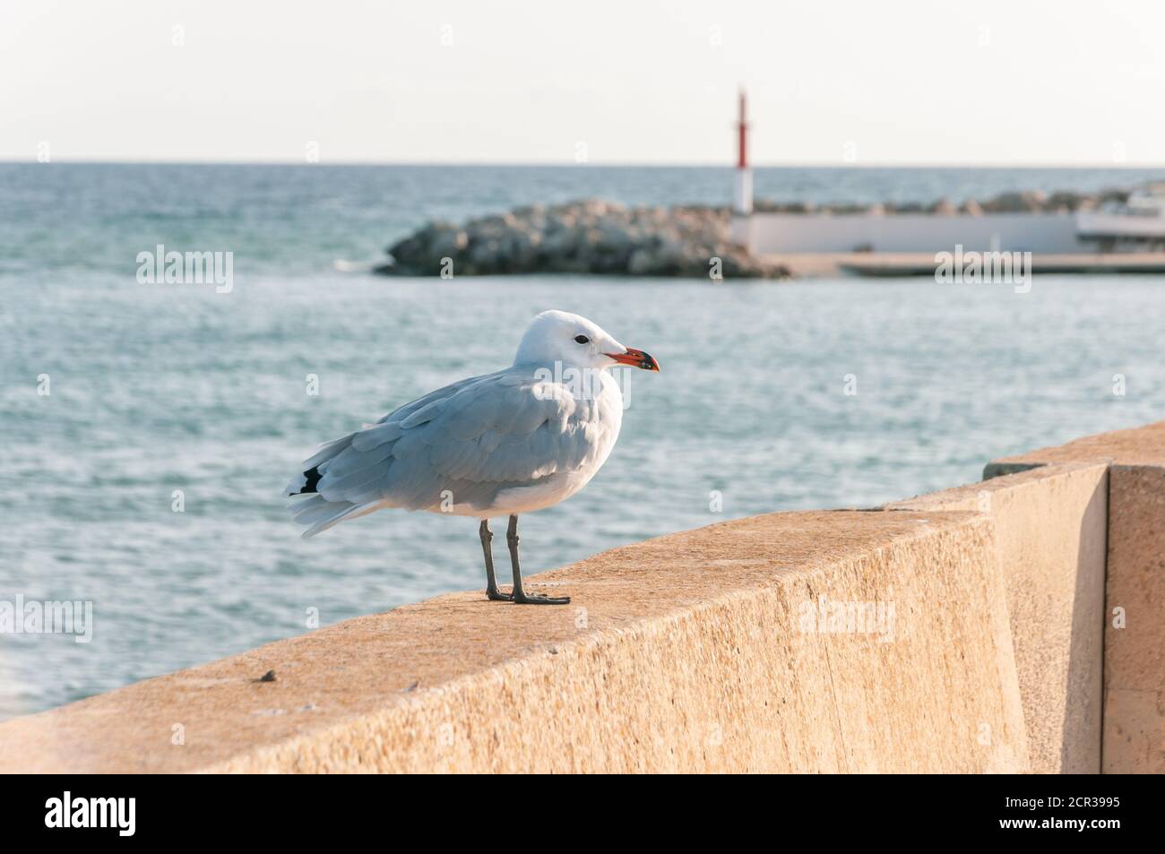 Seagull perched on a rock, basking in the sun, at sunset. Sa Rapita ...