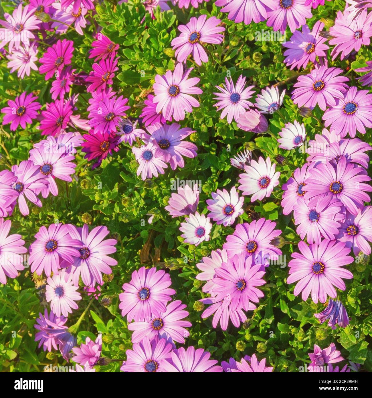 Colorful flowers of Osteospermum ( African Daisies ) in the garden ...