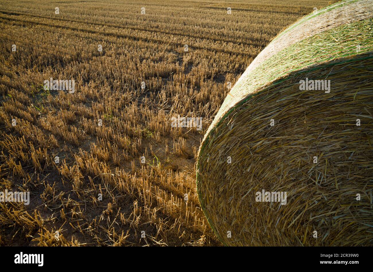 Pressed straw bales, stubble field, harvested wheat field, Baden ...