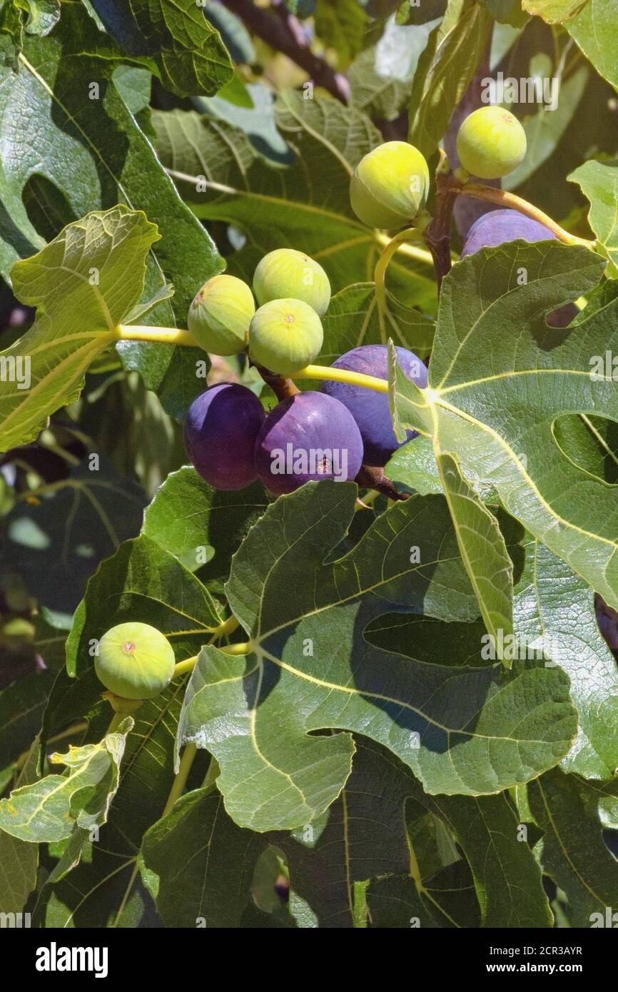 Branches of fig tree ( Ficus carica ) with leaves and fruits on sunny ...