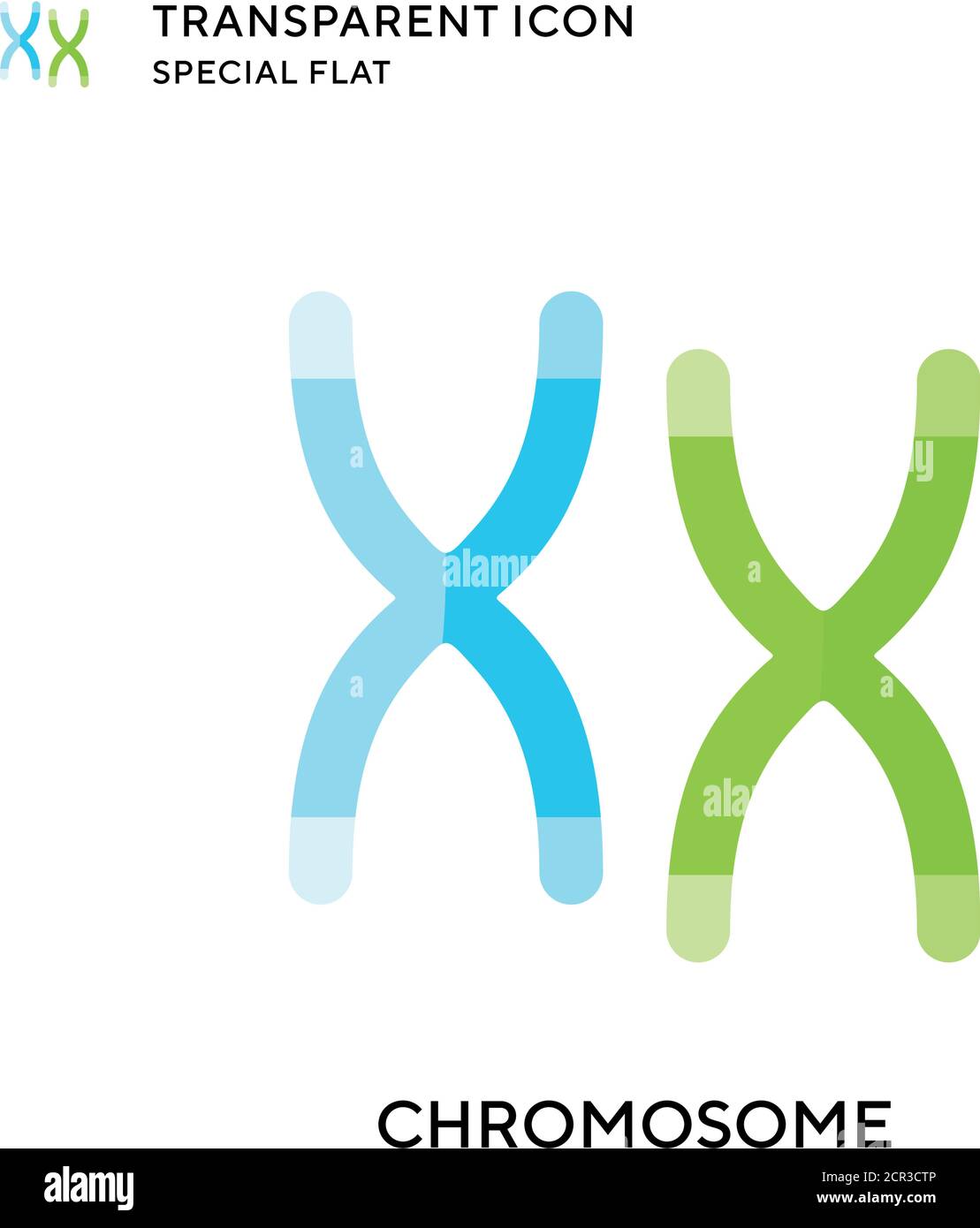 Chromosome chromatid centromere Stock Vector Images - Alamy