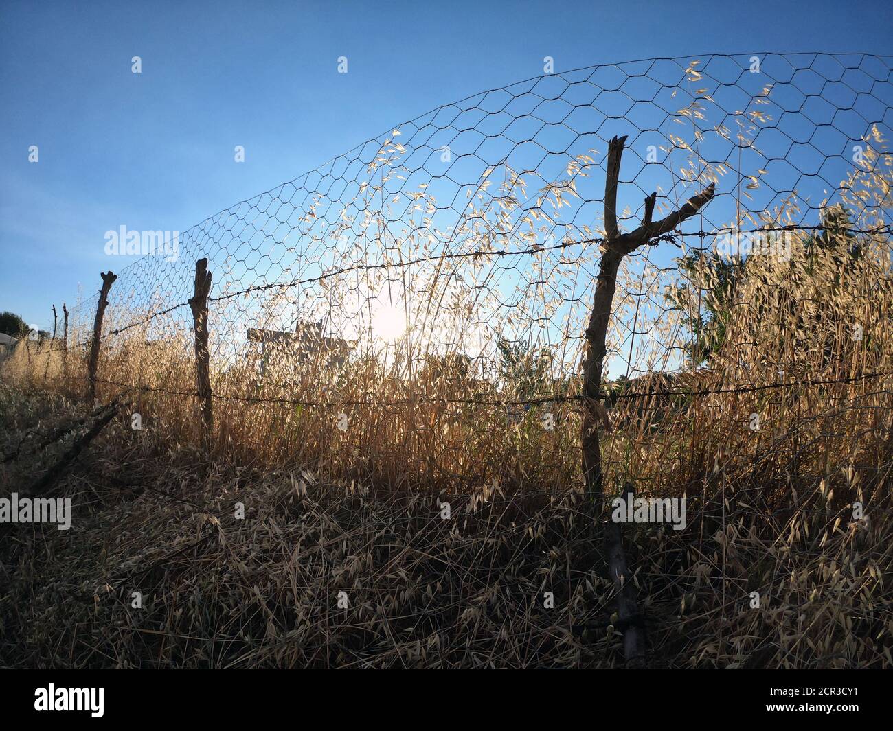 Barbed wire and yellow bush at sunset fish eye image Stock Photo - Alamy