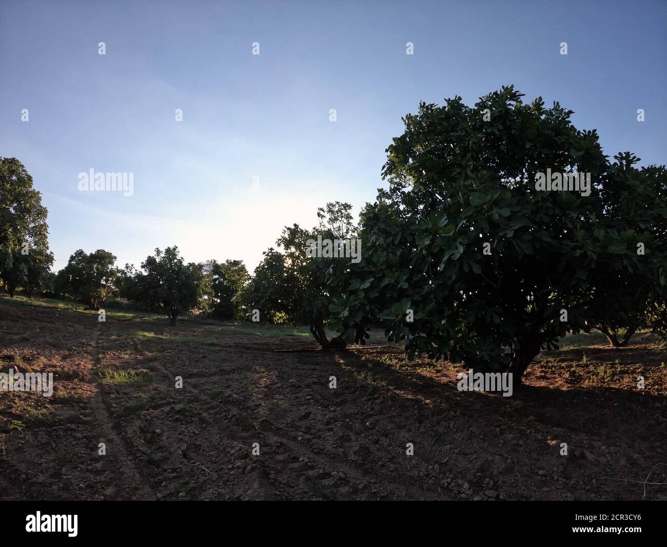 Cartoon botanical garden hi-res stock photography and images - Alamy