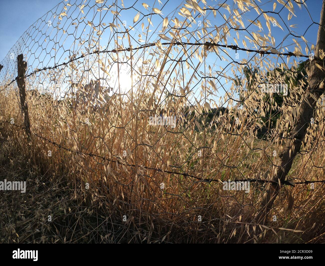 Barbed wire and yellow bush at sunset fish eye image Stock Photo - Alamy