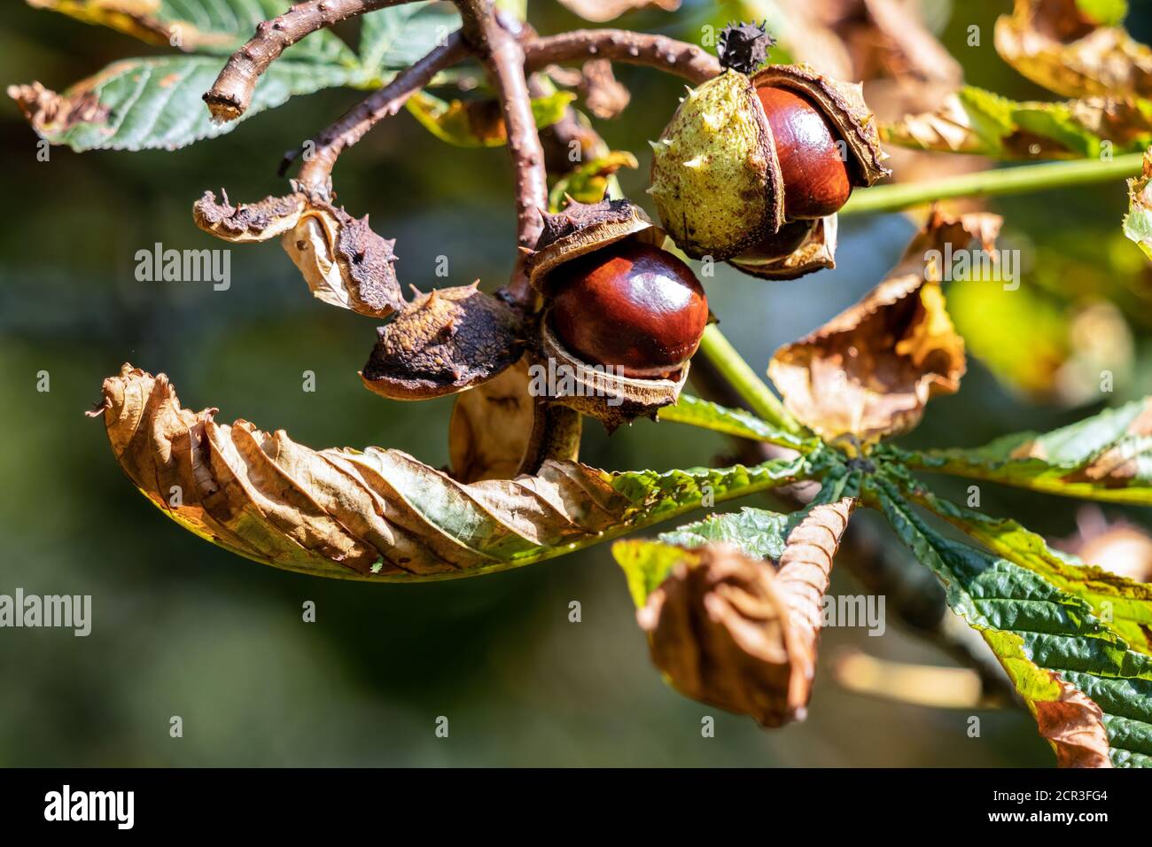 Ripe fruit of the Horse Chestnut tree commonly called conkers Stock ...