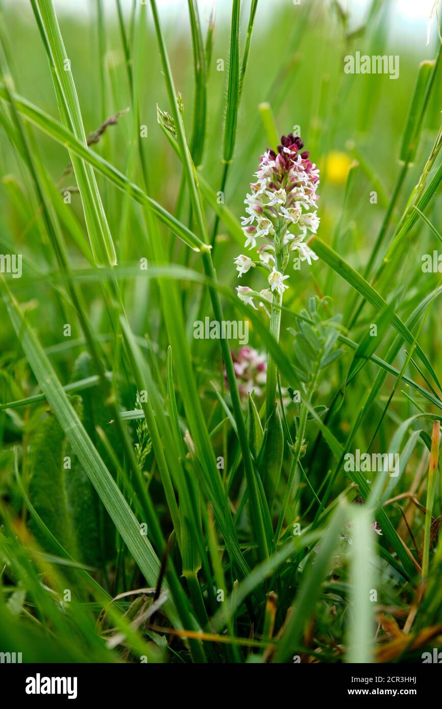Cinderella flower hi-res stock photography and images - Alamy