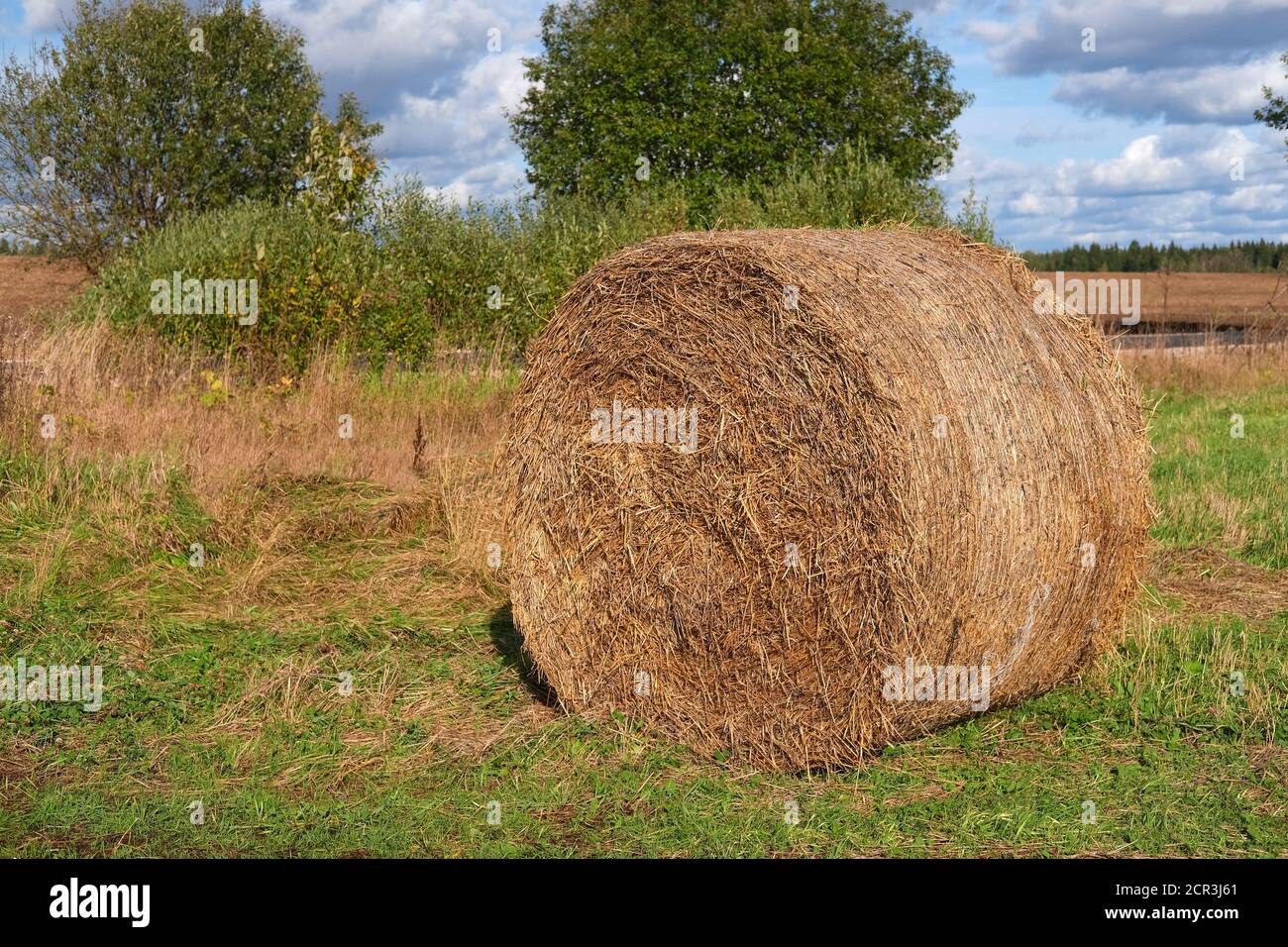 A round hay bale lying on a harvested stubble field. Rolled Straw stack ...