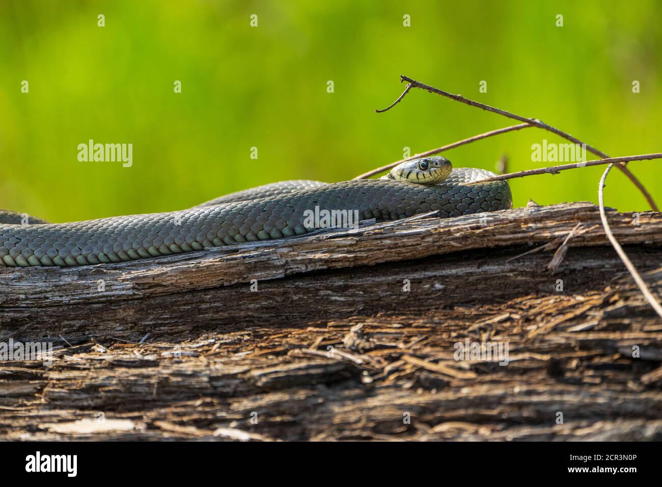 Grass snake, Natrix natrix, on log Stock Photo - Alamy