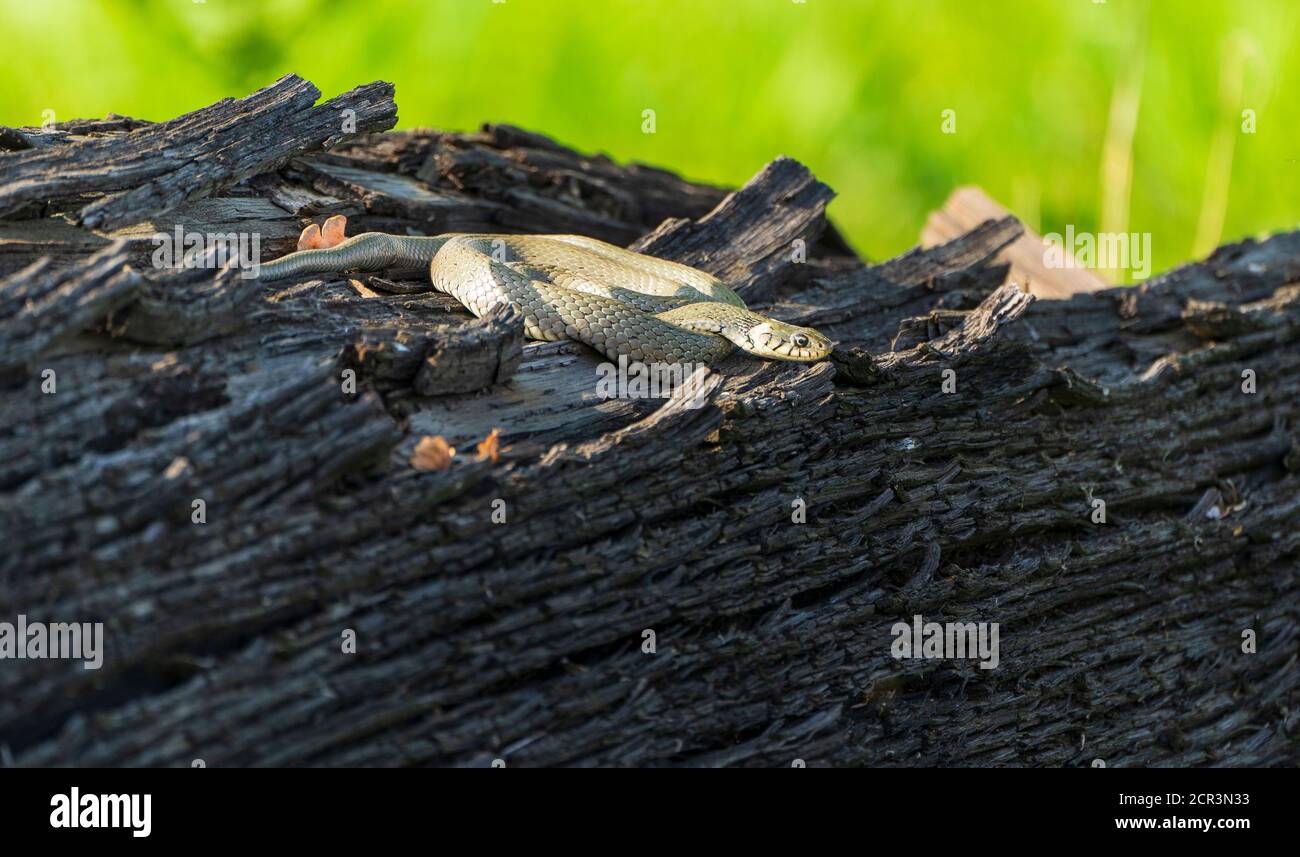 Grass snake, Natrix natrix, on log Stock Photo - Alamy