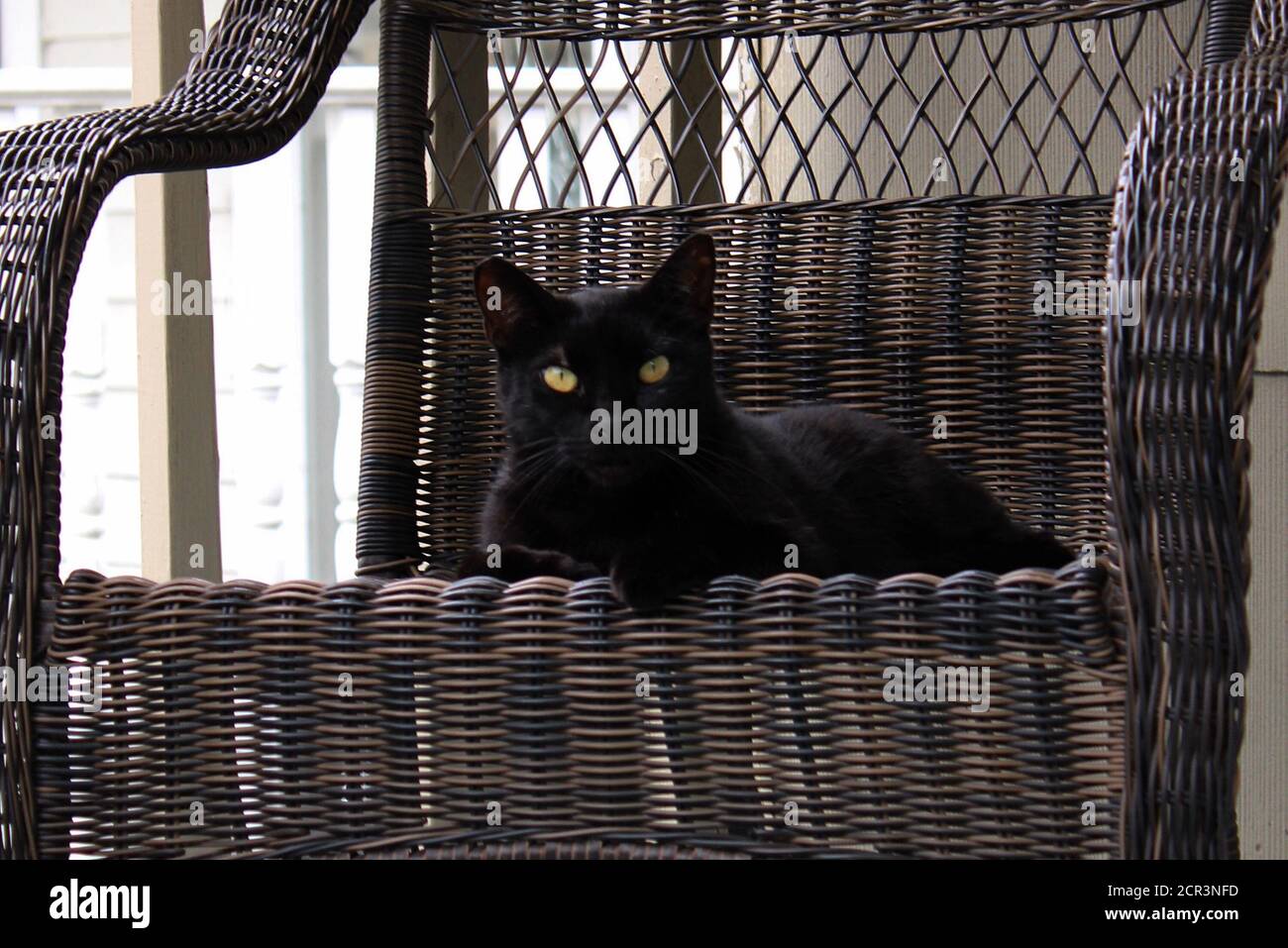 black cat on a brown wicker chair Stock Photo - Alamy