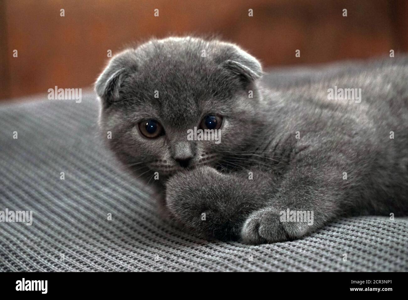 British fold kitten at home on grey couch candid images Stock Photo - Alamy