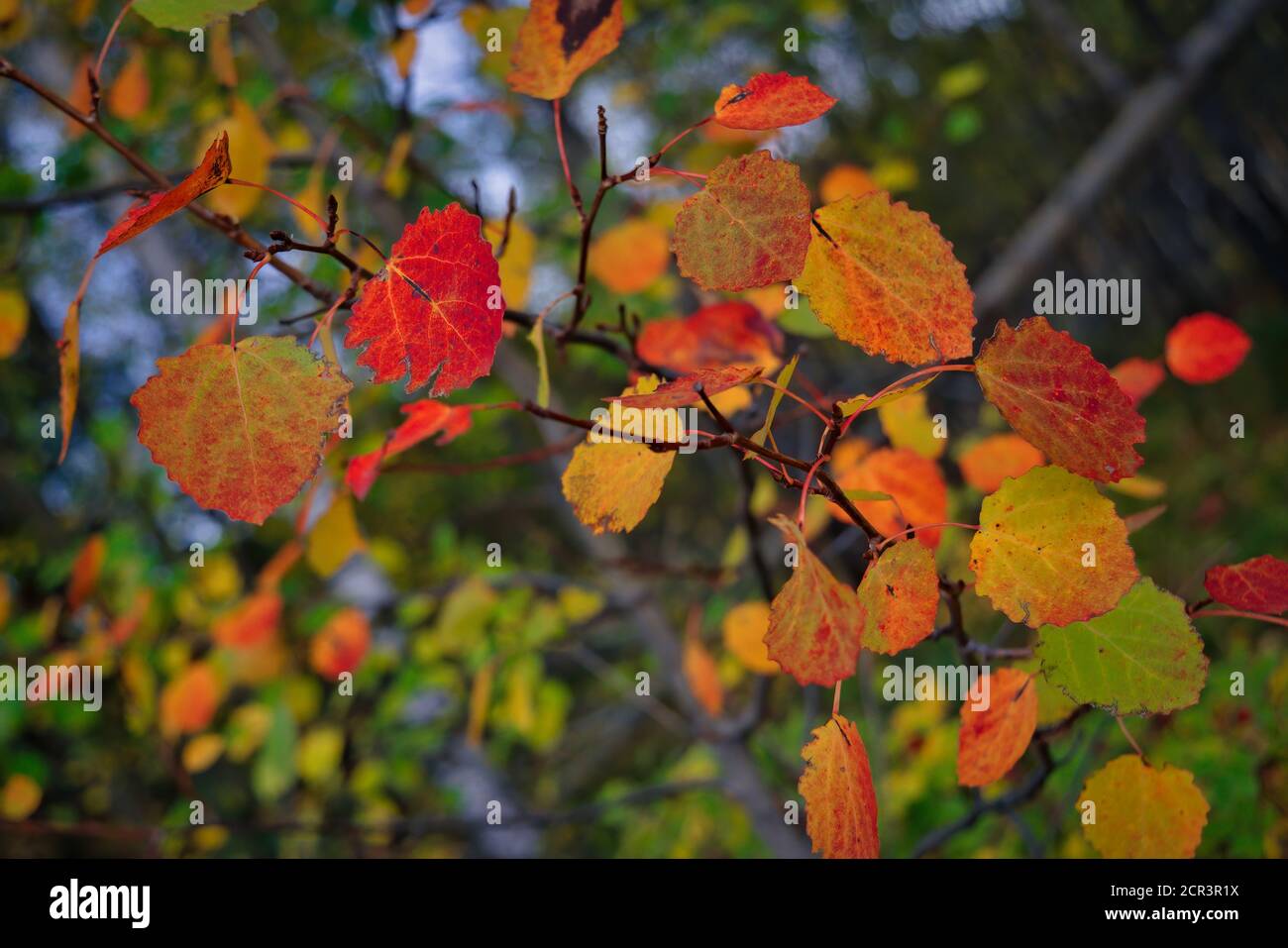 Red aspen leaf hi-res stock photography and images - Alamy