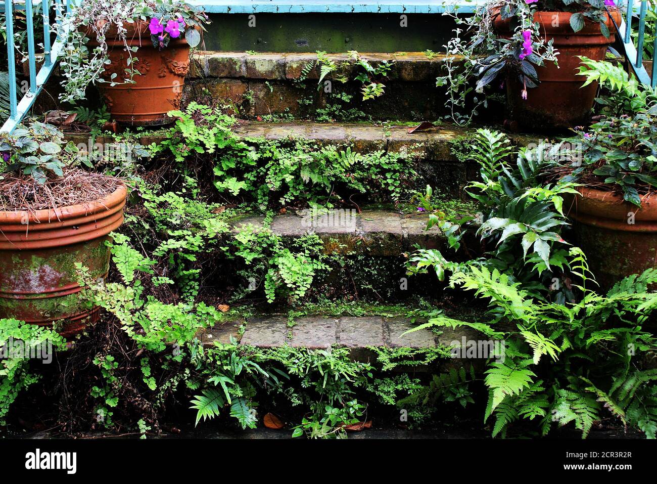 old brick steps are overgrown with greenery Stock Photo - Alamy