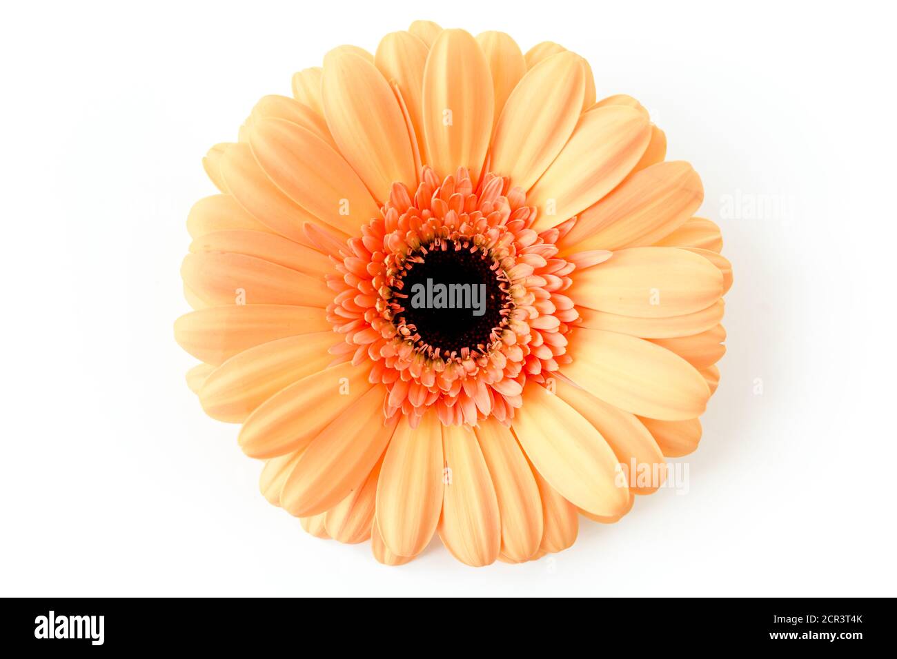 Orange gerbera flower on the white background. Flat lay, top view Stock ...