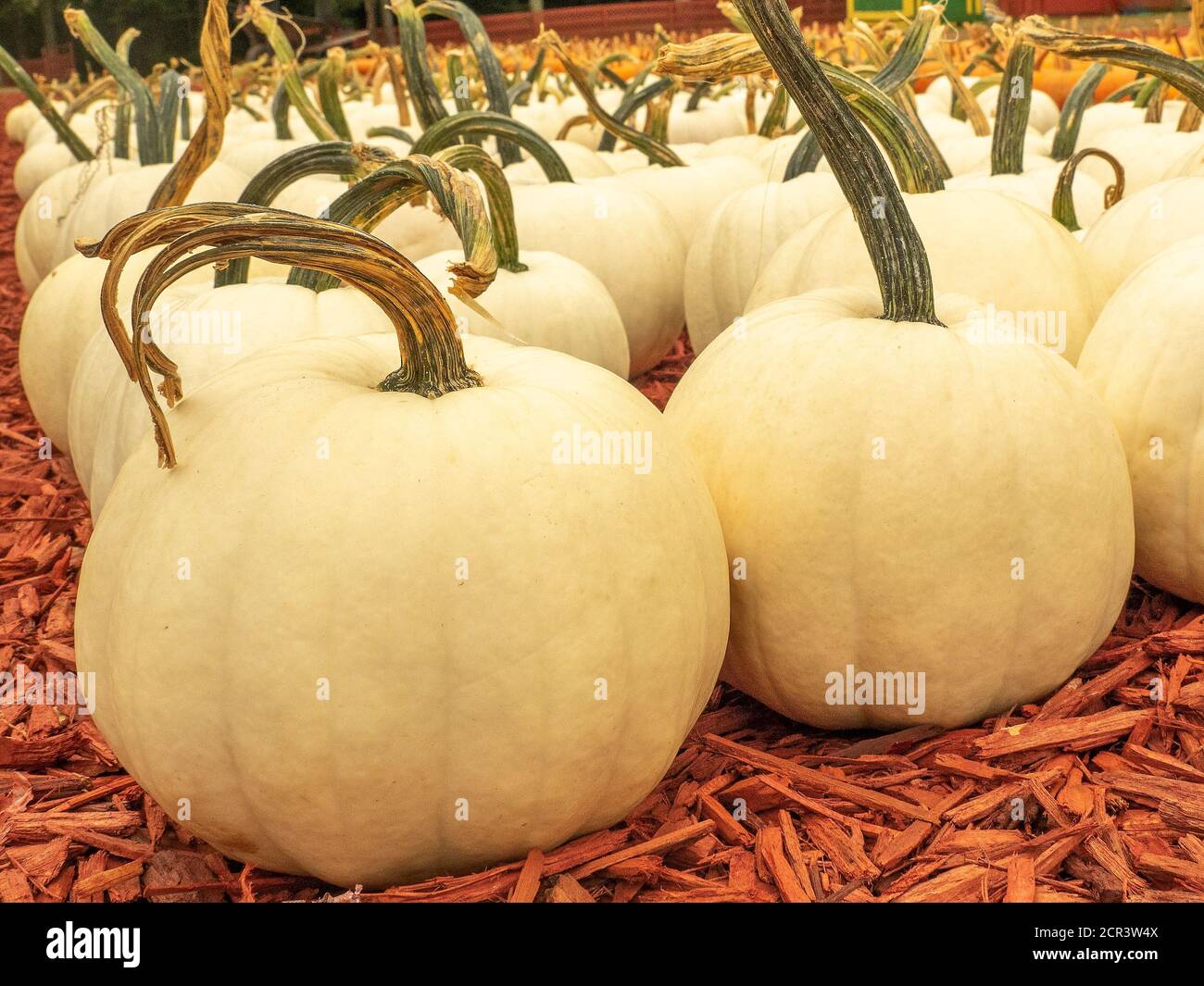 Giant pumpkin close up hi-res stock photography and images - Alamy