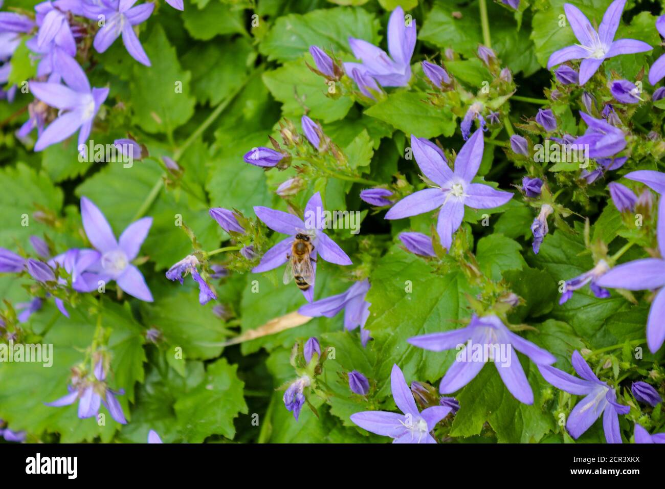 Trailing Bellflower Campanula Poscharskyana High Resolution Stock ...