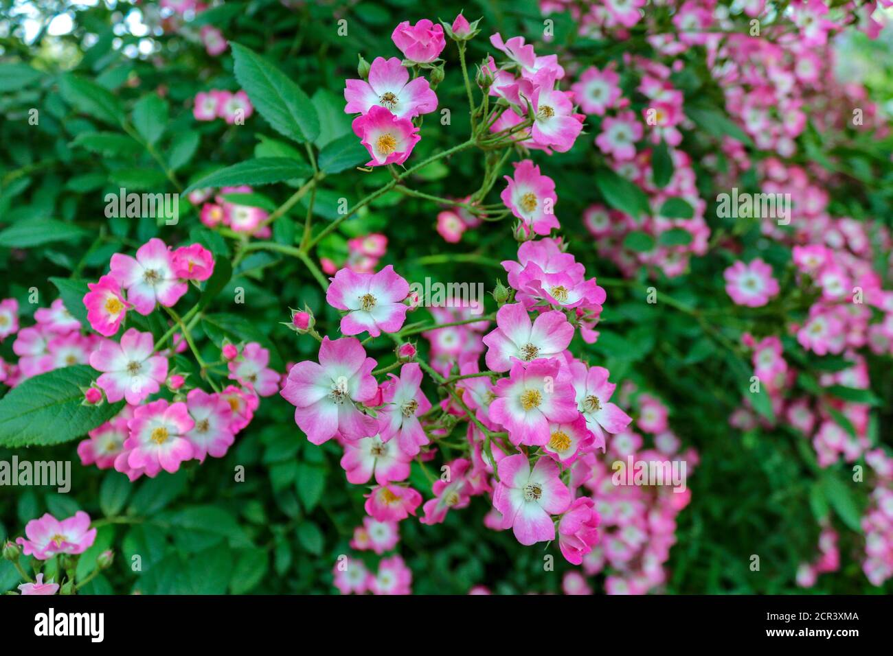 Close up of pink rose flowers (Rosa canina) in the garden Stock Photo ...