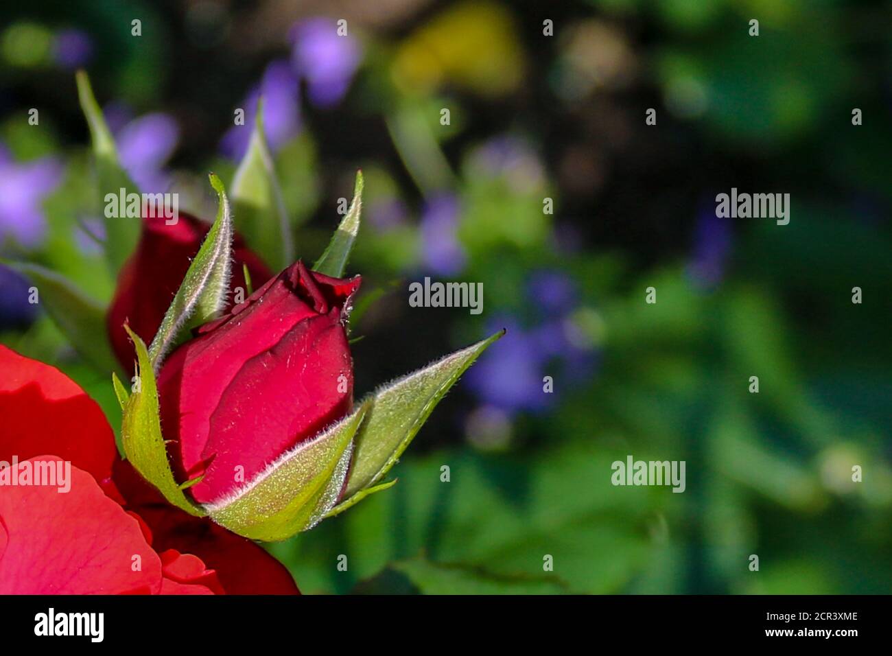 Beautiful small closed rosebud with green leaves in front natural green ...