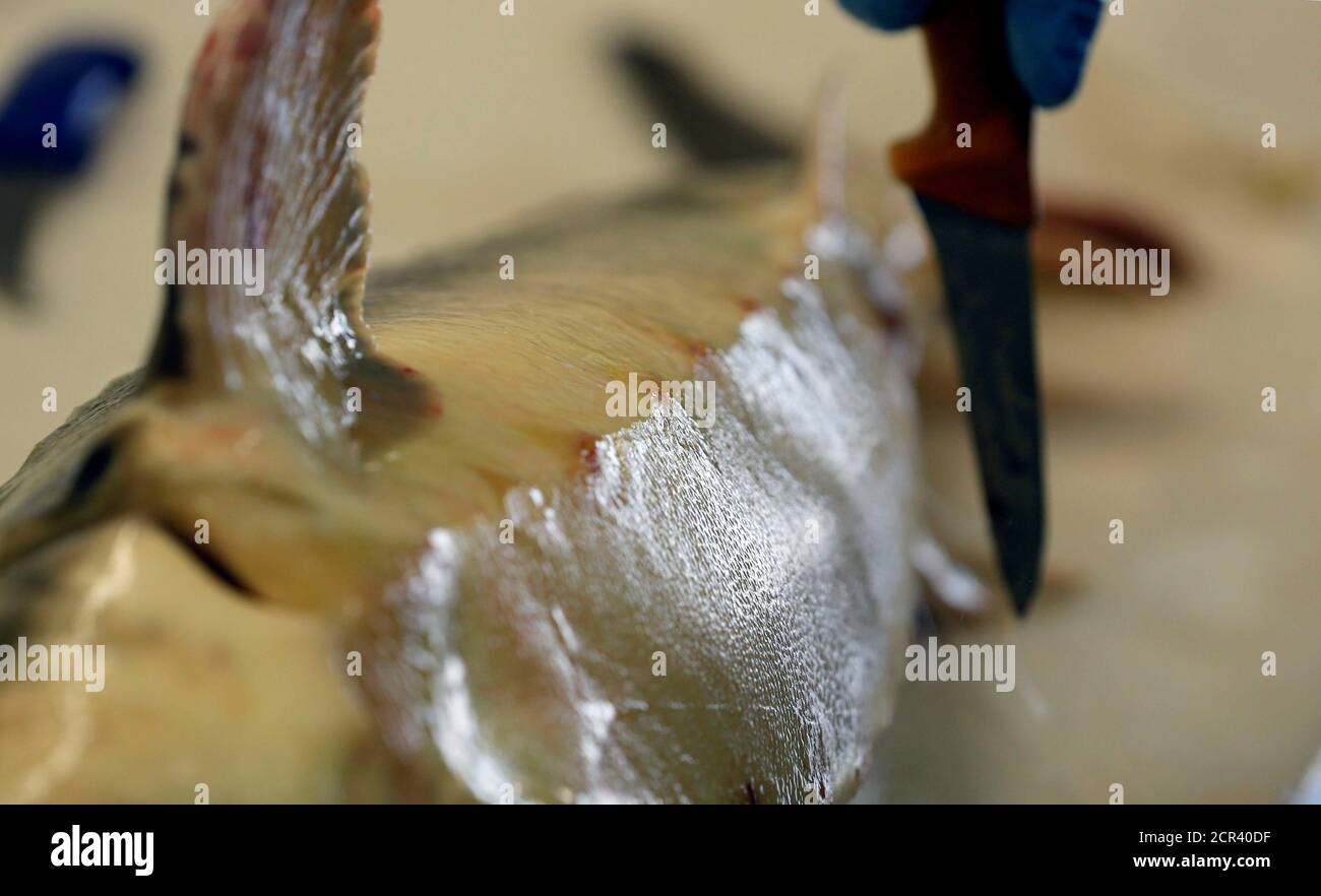 Caviar Sturgeon France High Resolution Stock Photography and Images - Alamy