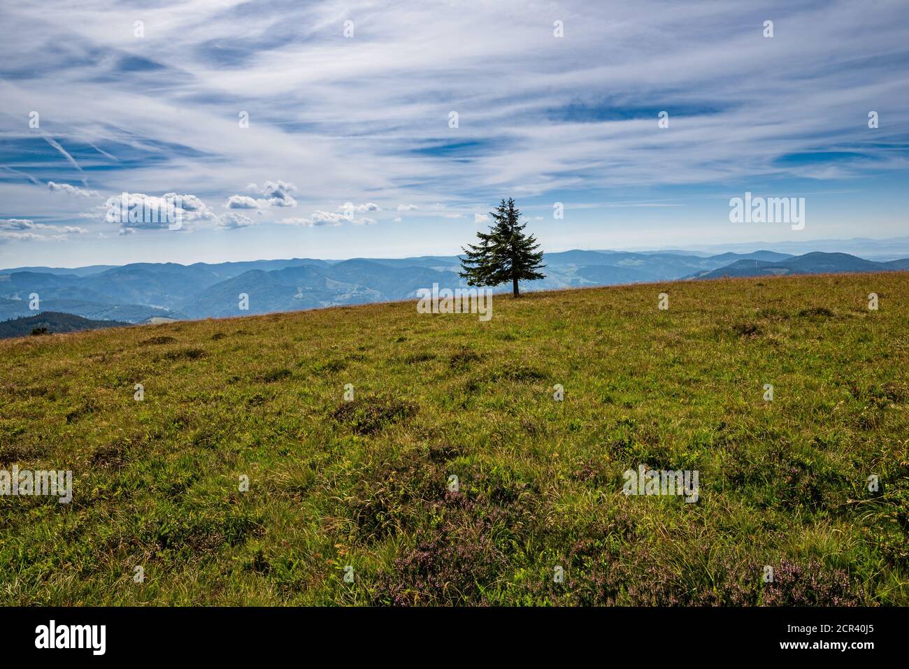 Wide tree hi-res stock photography and images - Alamy
