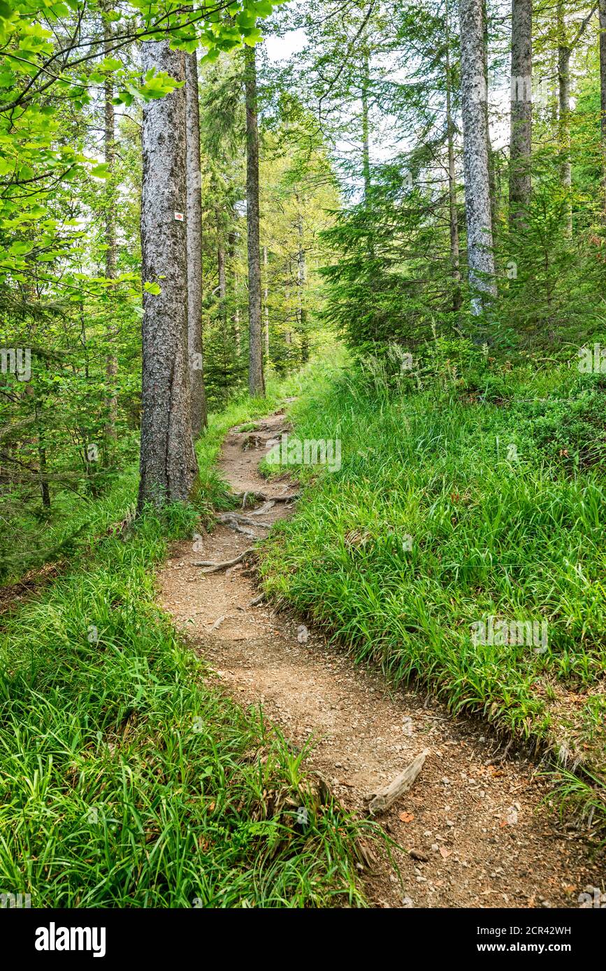 Beautiful route through the forest hi-res stock photography and images ...