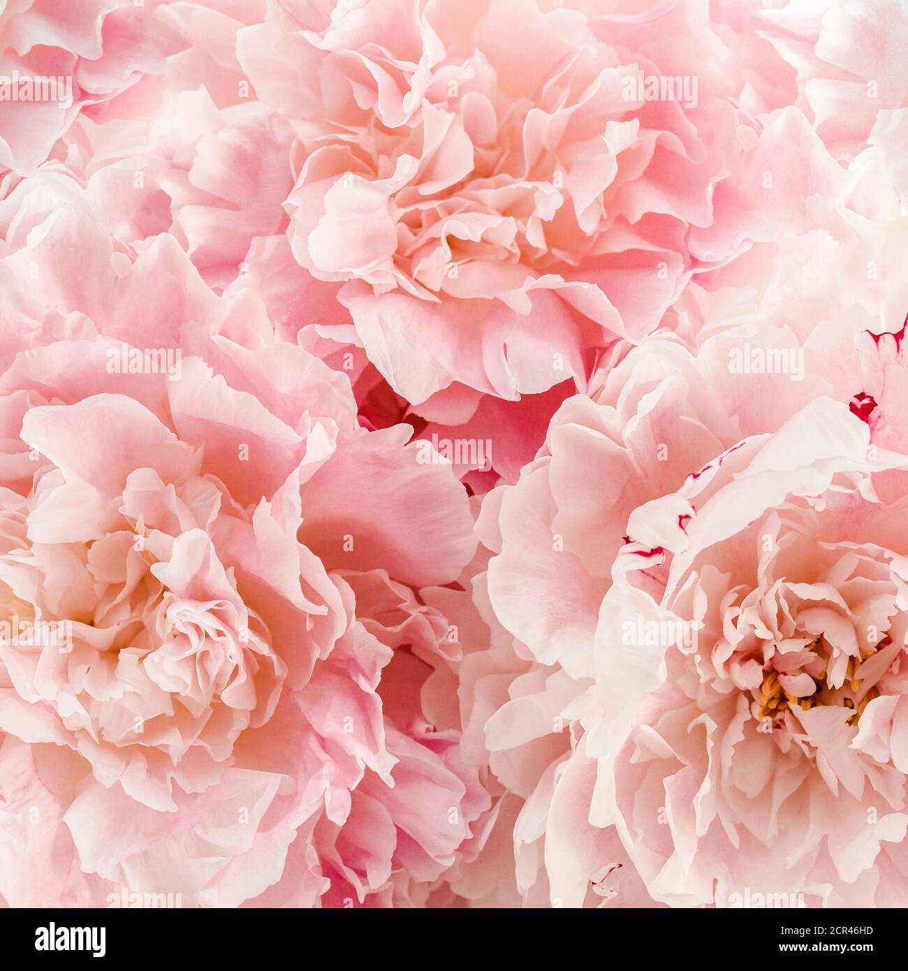 Bouquet of a lot of peonies of pink color close up. Flat lay, top view ...