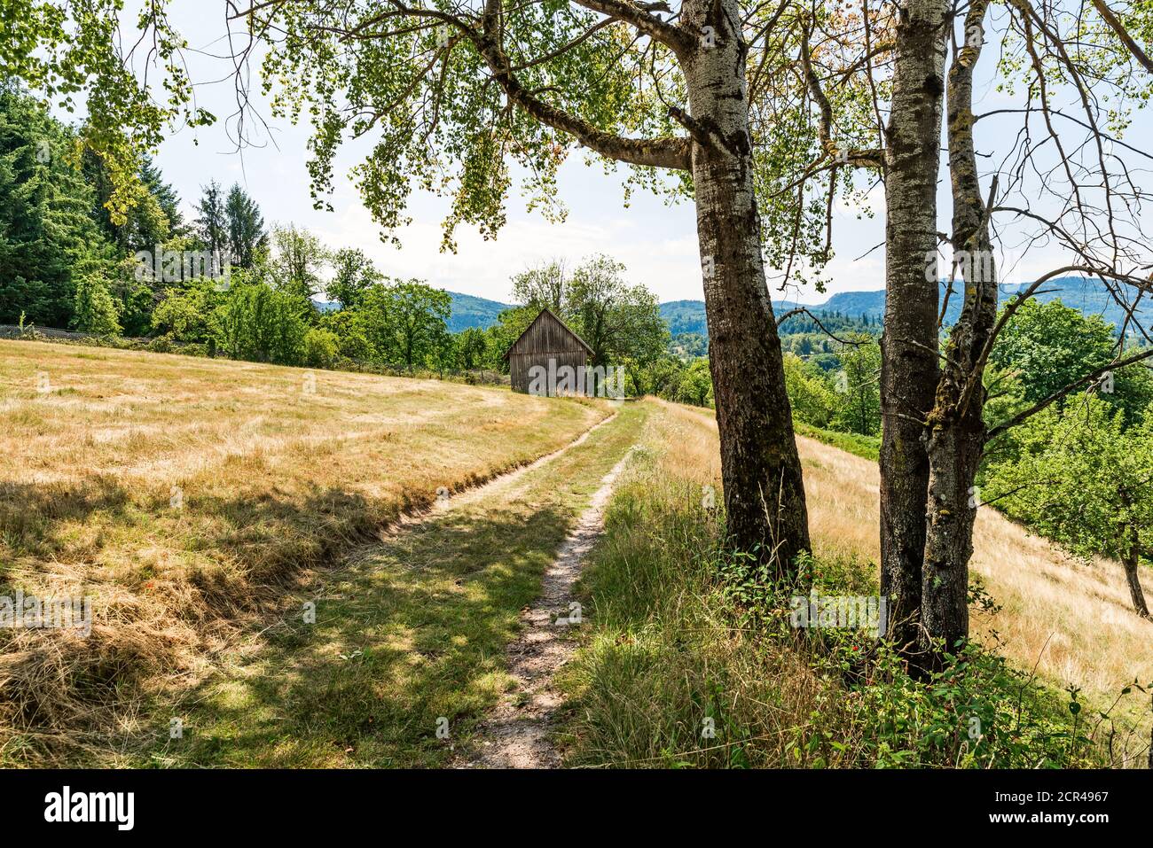 Beautiful forest trail leads hi-res stock photography and images - Alamy