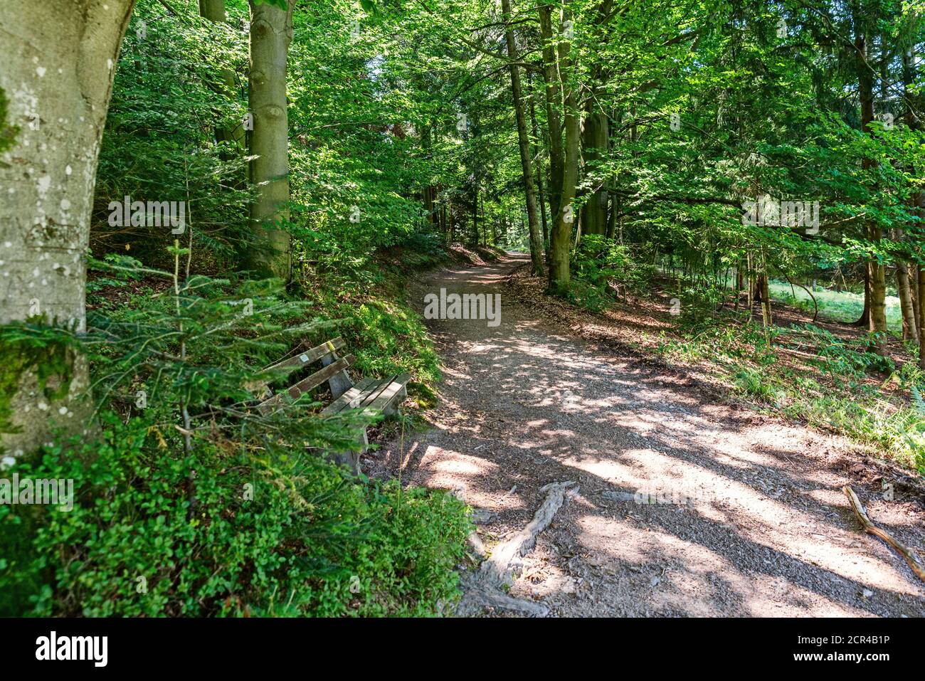 Forest path with bench Stock Photo - Alamy