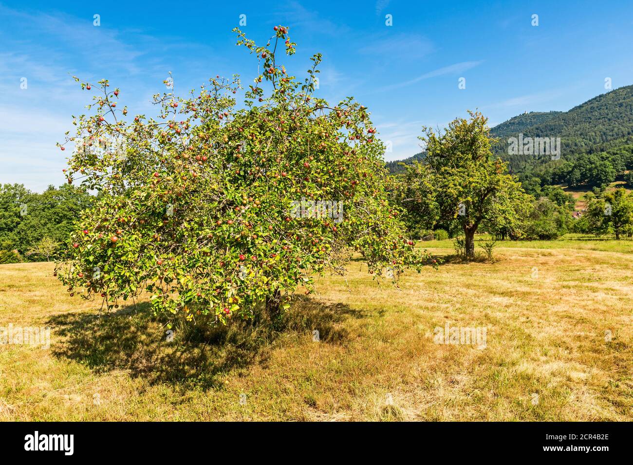 Apple orchard exterior hi-res stock photography and images - Alamy