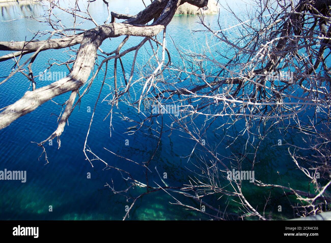 Barren tree branches hi-res stock photography and images - Alamy