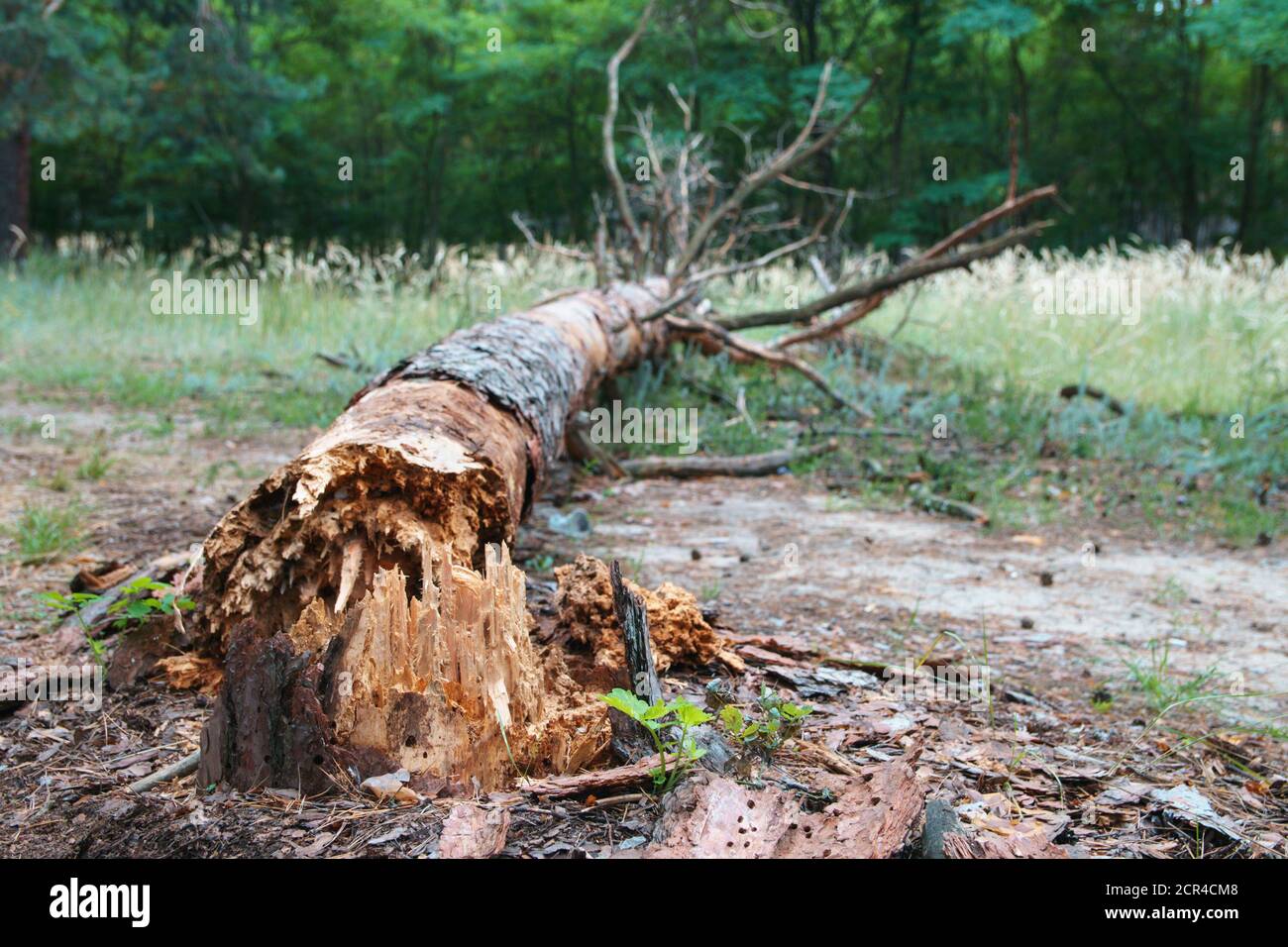 Conifer tree pest hi-res stock photography and images - Alamy