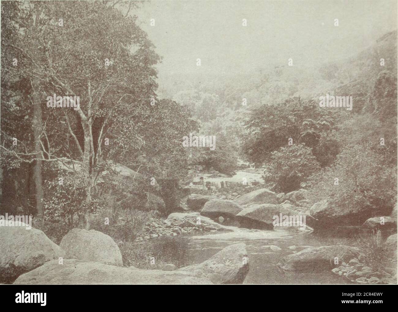 Deepdale wood hi-res stock photography and images - Alamy