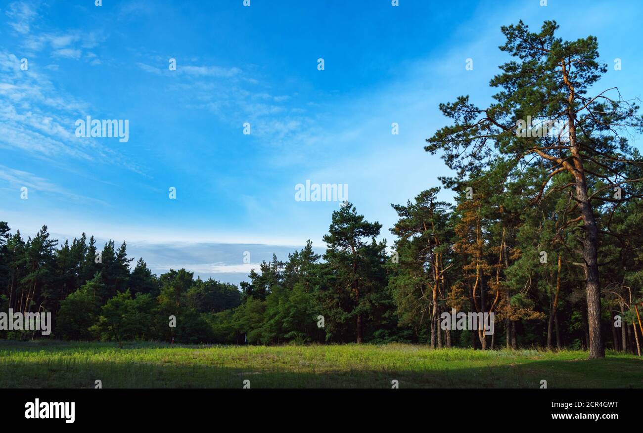 Foliar and coniferous trees in summer forest. Nature protection and ...