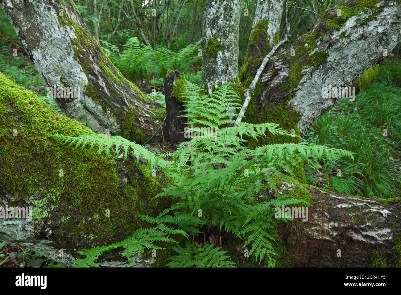 Fern grows from the trunk of an ancient willow tree in the middle of a ...