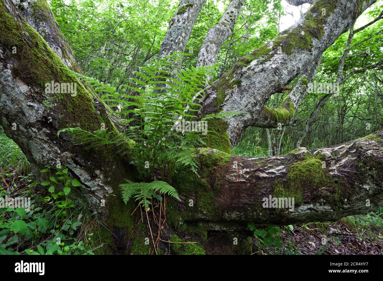 Fern grows from the trunk of an ancient willow tree in the middle of a ...