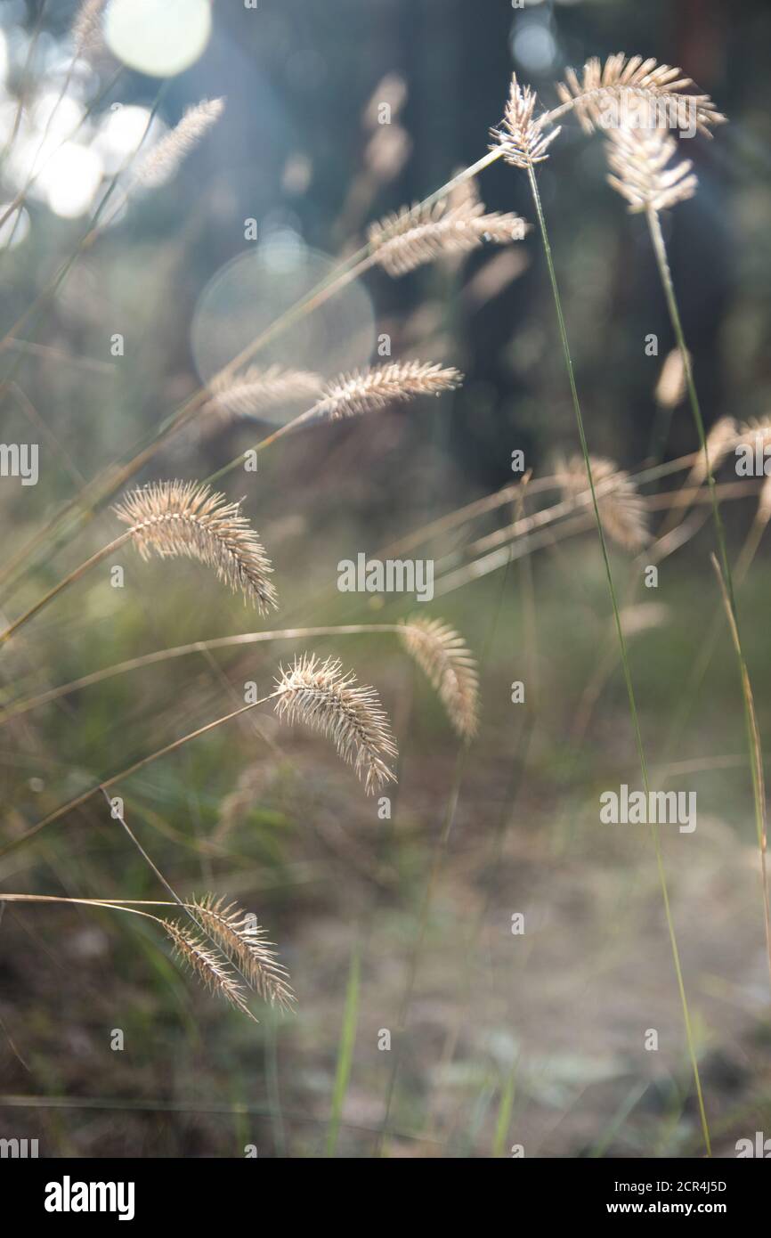 Dry yellow grass on blurred green forest background. Late summer in ...
