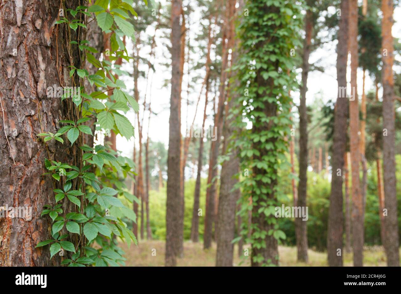 Forest landscape with coniferous trees covered with winder Stock Photo ...